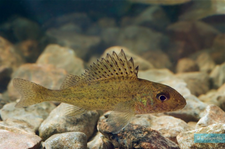 Gymnocephalus cernua • Scheda dei pesci