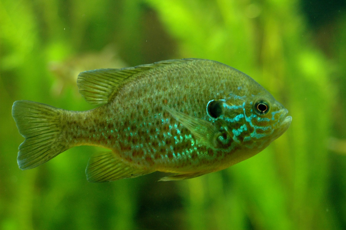 Persico sole • Lepomis gibbosus • Scheda dei pesci