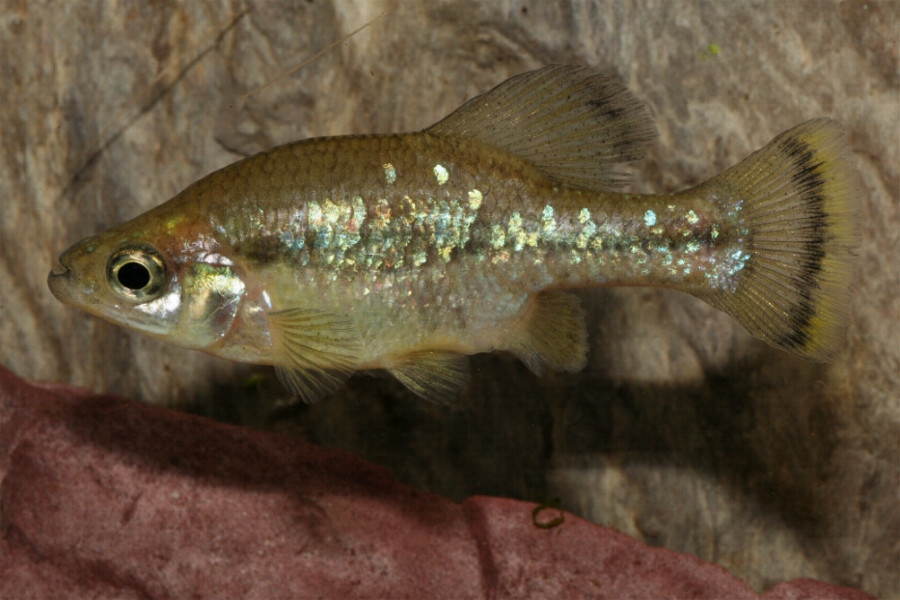 Ameca splendens • viviparo • Scheda dei pesci