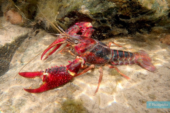 Ecrevisse De Louisiane Procambarus Clarkii Fiche Crustac 