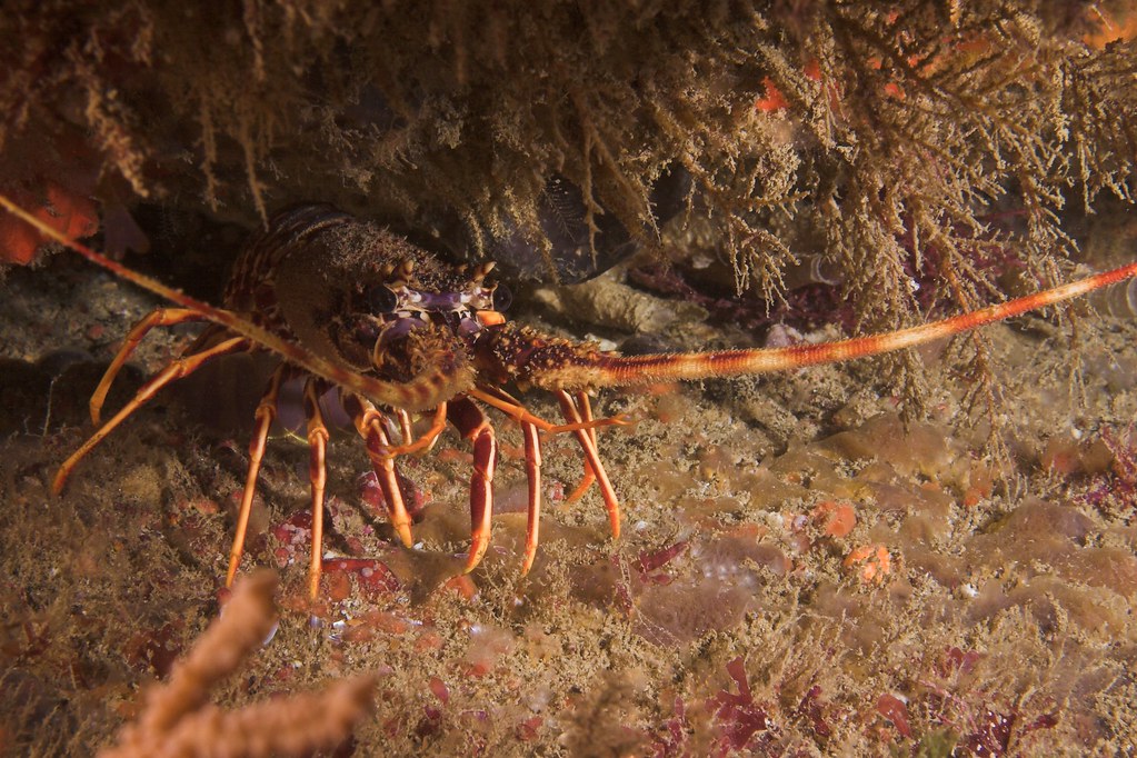 Le genre Palinurus - Lista dei crostacei - Fishipedia
