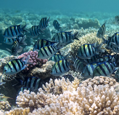 fondo fangoso - Lista dei rettili - Fishipedia