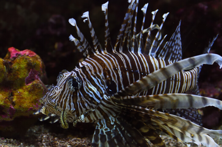 Pesce leone orientale • Pterois volitans • Scheda dei pesci