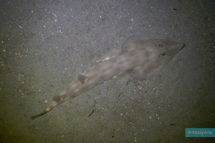 Raie guitare de Zanzibar • Acroteriobatus zanzibarensis • Fiche poissons