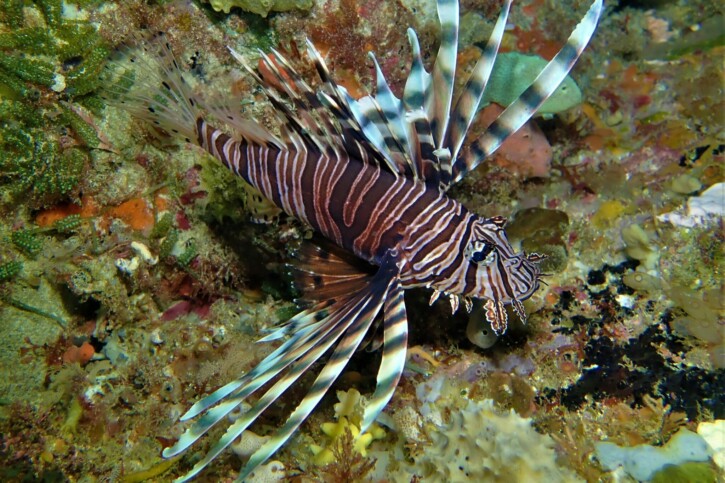 Pesce leone orientale • Pterois volitans • Scheda dei pesci